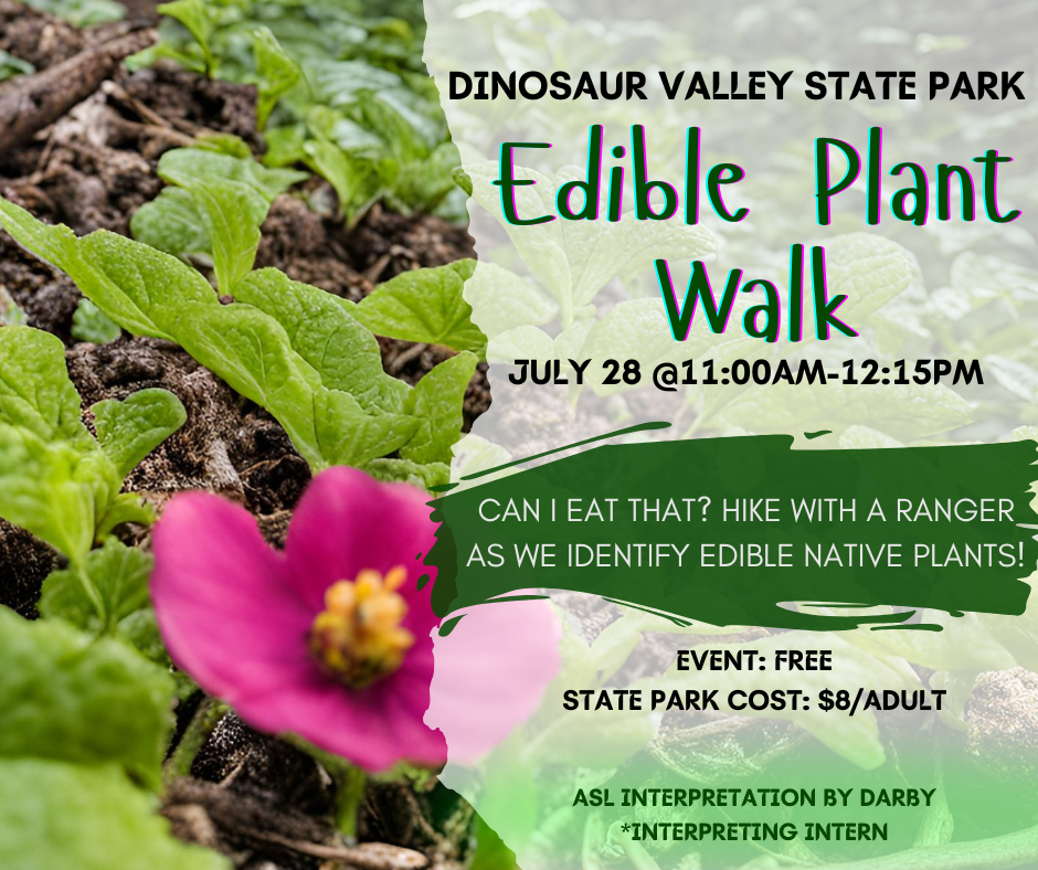 Exp Edible Plant Walk – My Signed Holiday